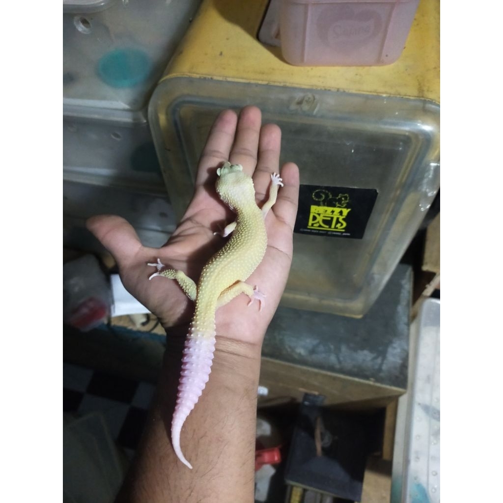 Jual toke gecko dewasa ( kurir hanya ojek online maksimal 40 km ...