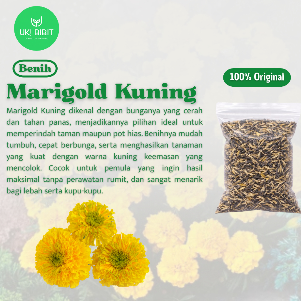Jual ( 10 Butir ) Benih Biji Bunga Marigold Kuning | Bunga Tahi Ayam ...