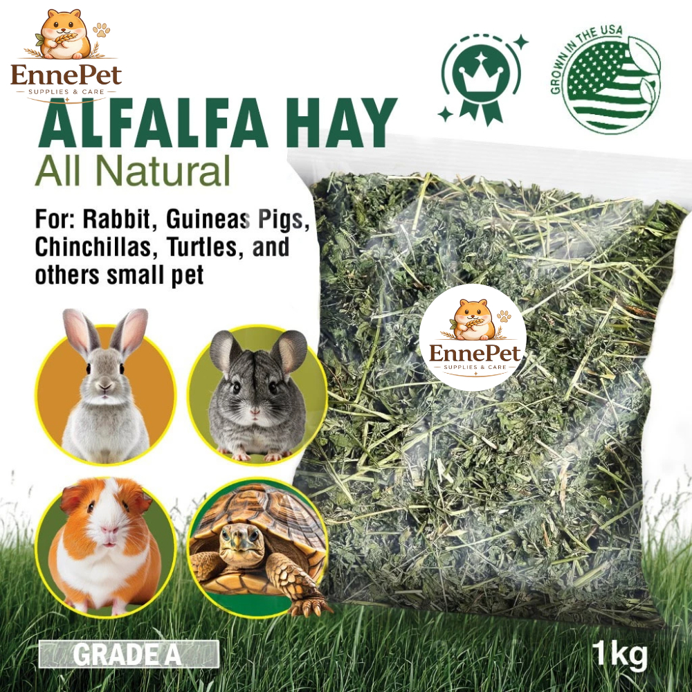 Jual marmut 1 kg Harga Terbaik & Termurah Juni 2026 | Shopee Indonesia