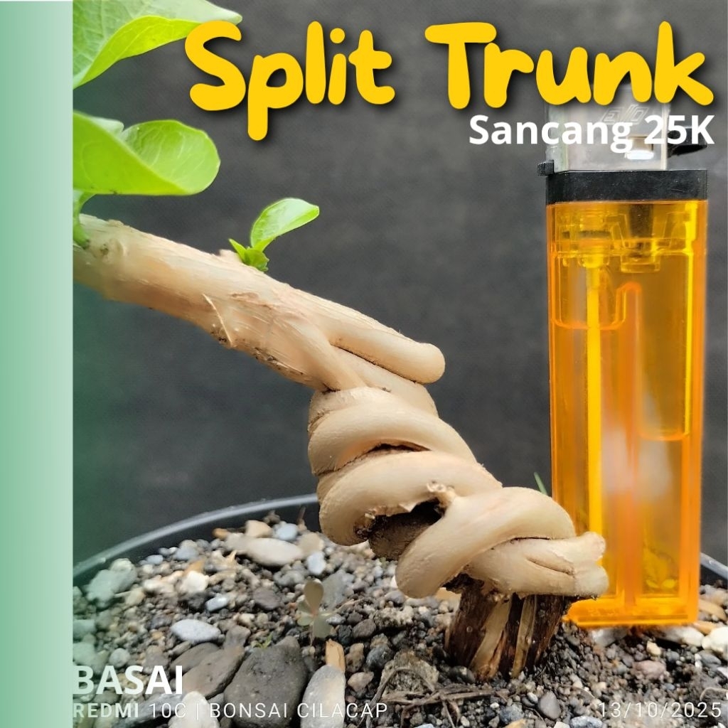 Jual Split Trunk Sancang Sudah Naik Pot dan Berdahan | Bonsai Sancang ...
