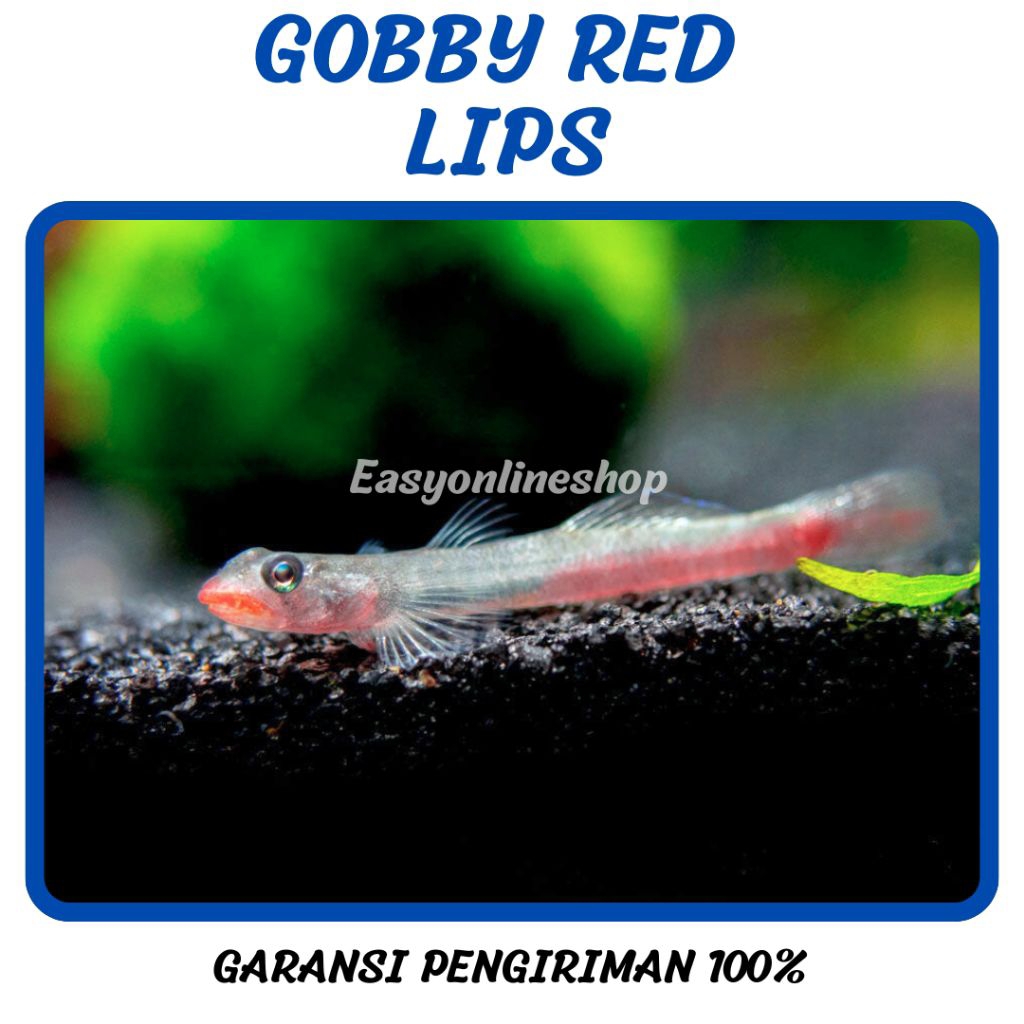 Jual Goby Red Lips Gobby Red Lips AlgaeEater Aquascape | Shopee Indonesia