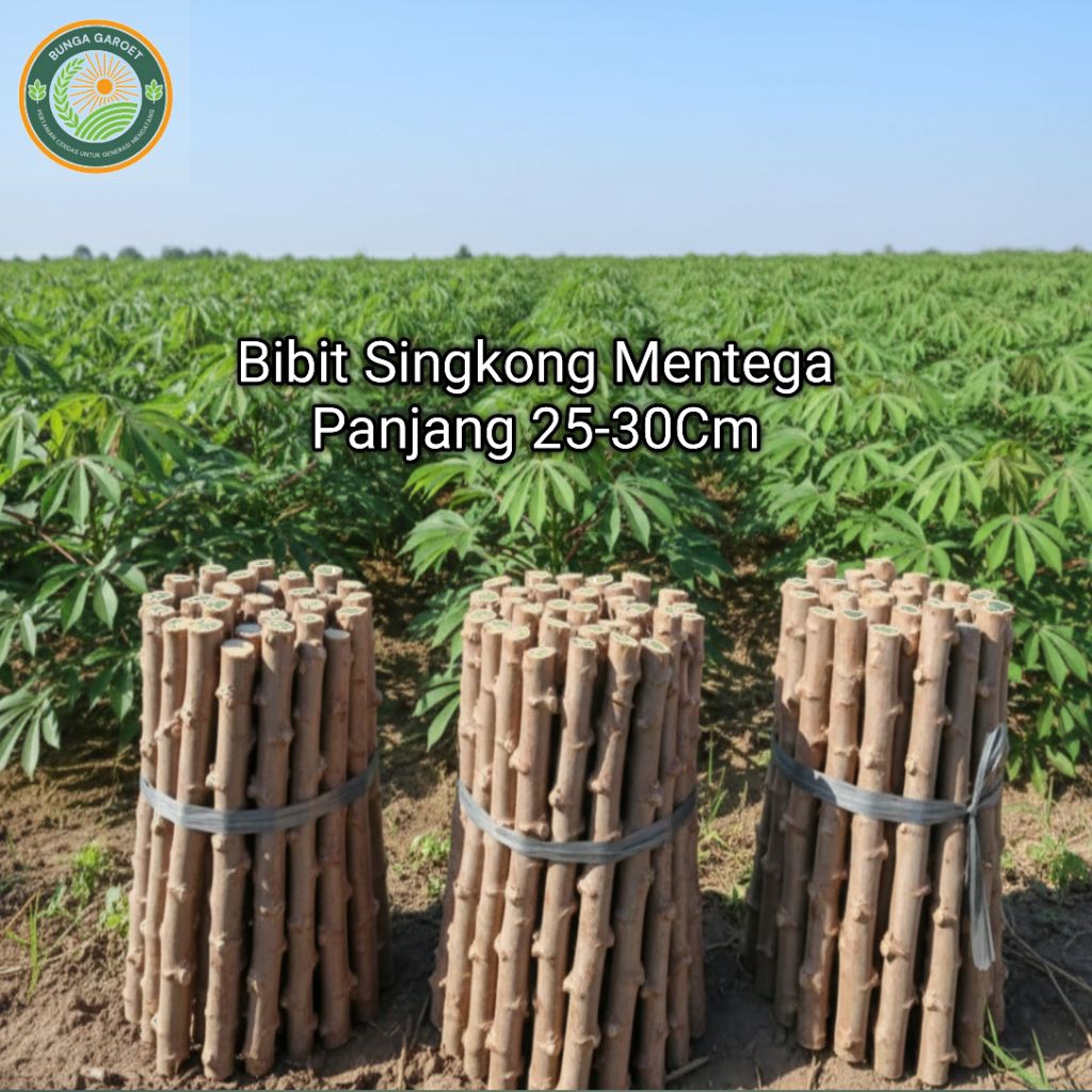 Jual Bibit Stek Singkong mentega /SINGKONG MENTEGA | Shopee Indonesia