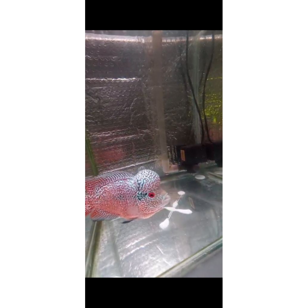 Jual Plastik gambar anak louhan Cencu full mutiara x SRD siap progres ...