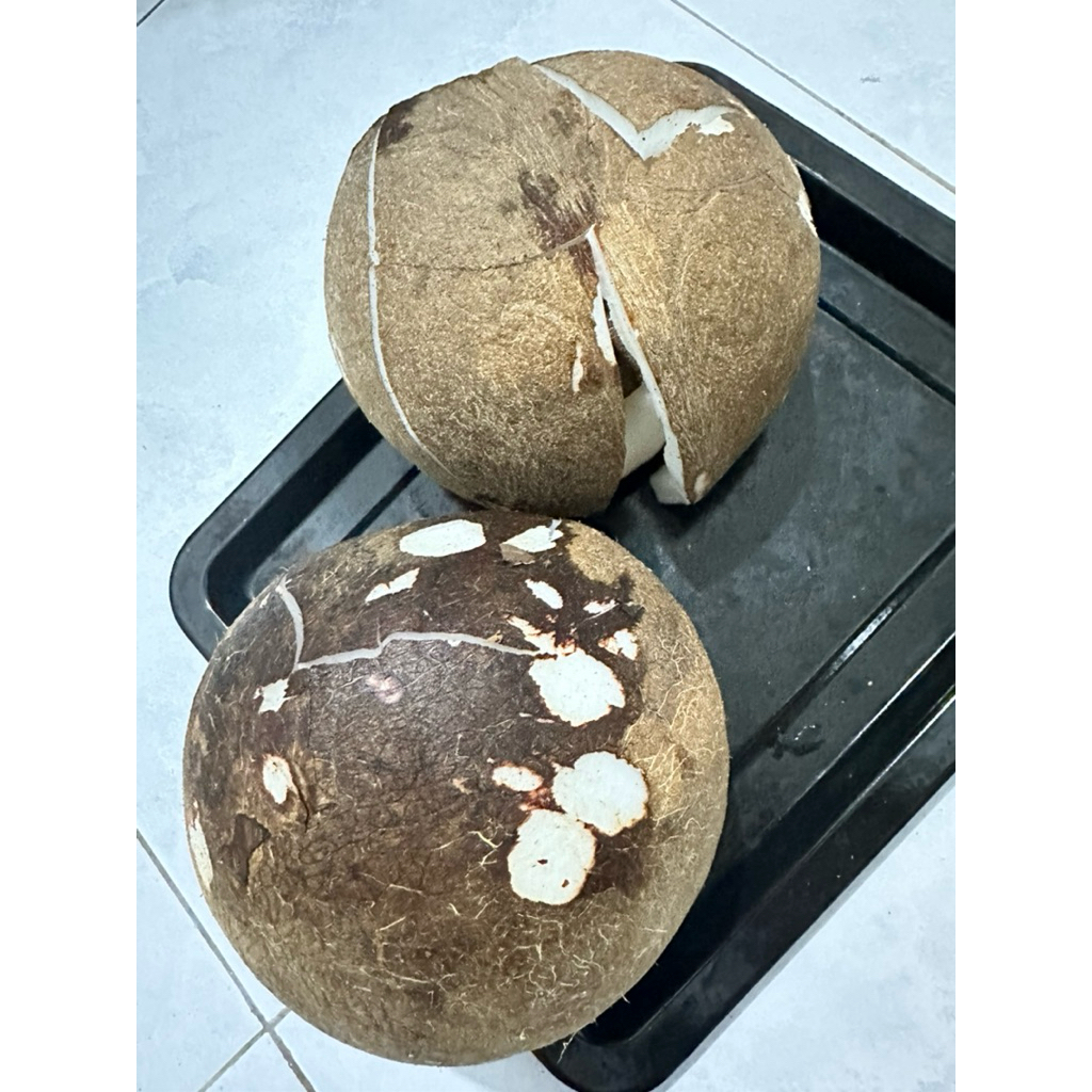 Jual Kelapa Parut Segar Berkualitas Kelapa Parut Kupas Kulit Ari Kelapa ...