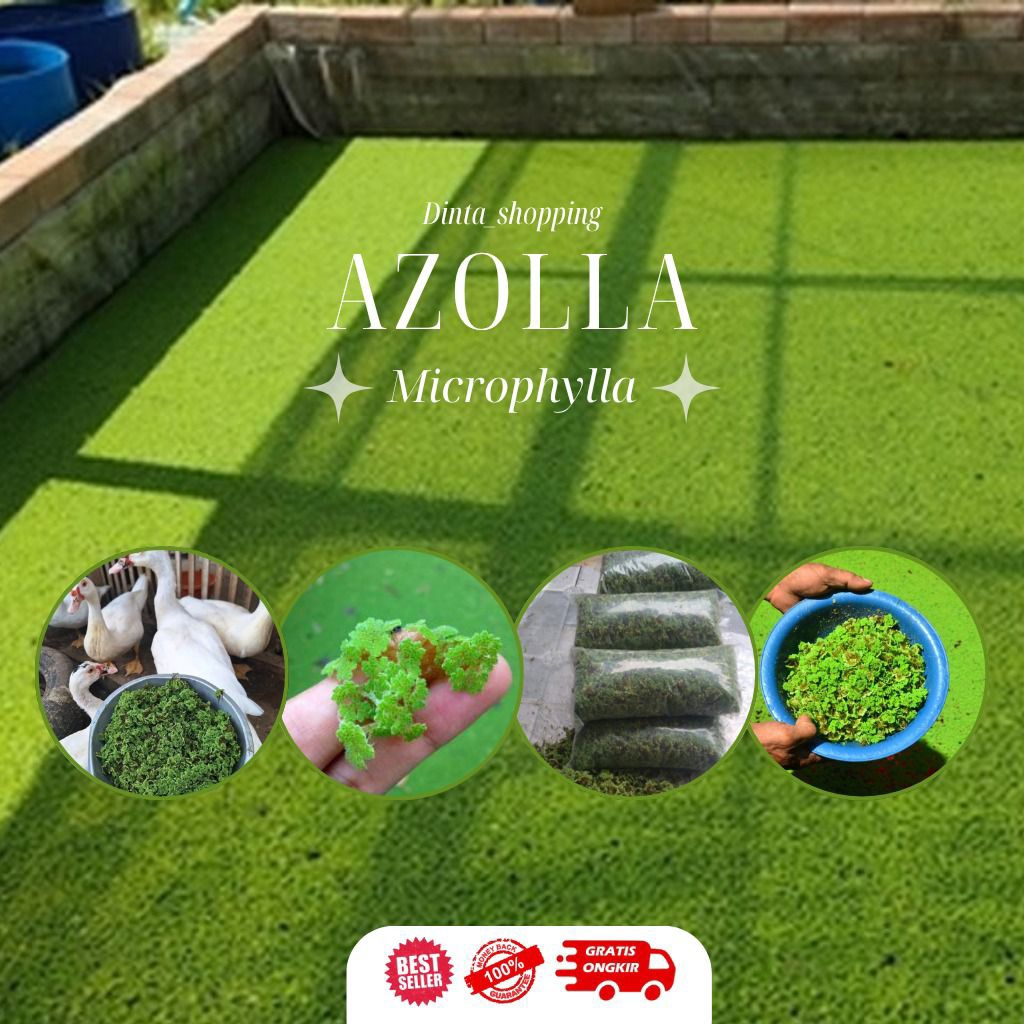 Jual Bibit Azolla Microphylla Super 250 gr Pakan Ikan Unggas dan Ternak ...