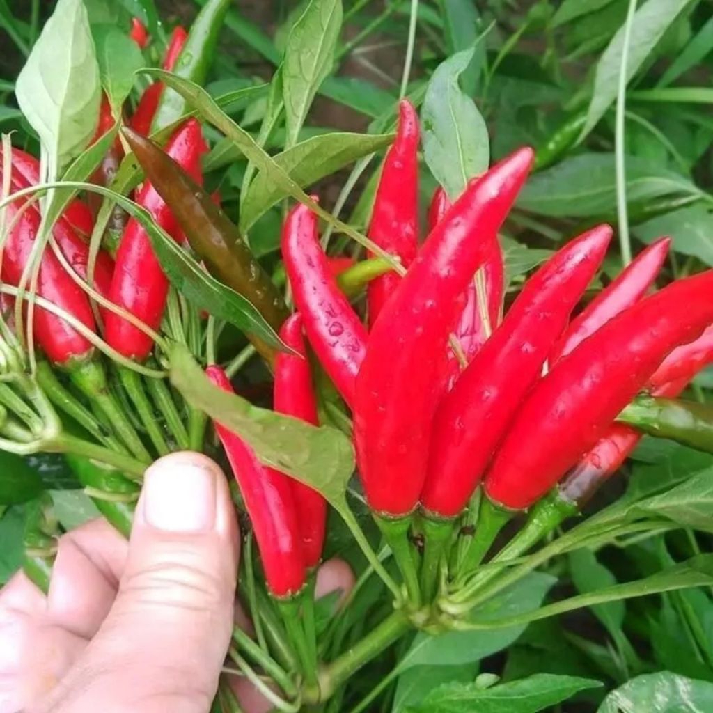Jual benih cabe rawit merah tegak gerombol ( isi 500 butir ) | Shopee ...