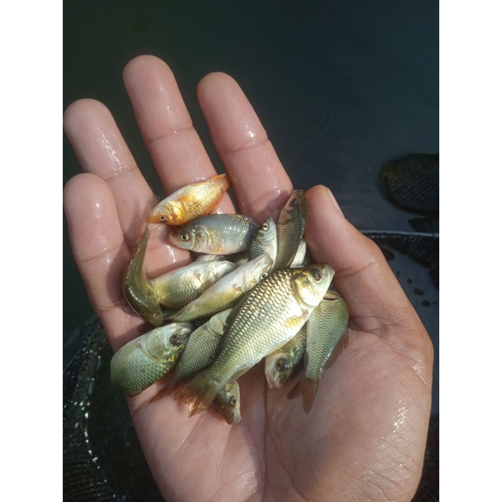 Jual pakan ikan predator ikan mas isi 50ekor ukuran1jari | Shopee Indonesia