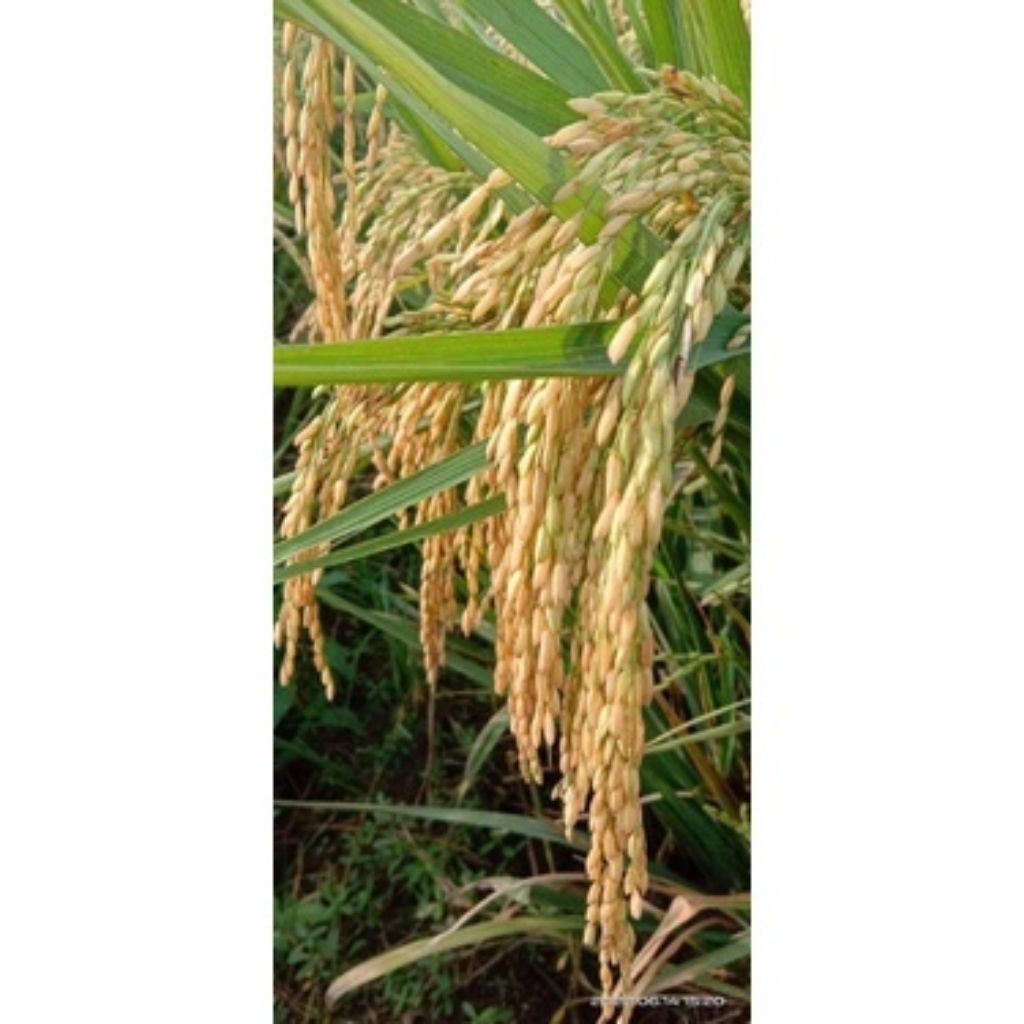 Jual BENIH BIJI PADI THAILAND JUMBO SUPER KOKOH LEBAT DAN JUGA ANTI ...