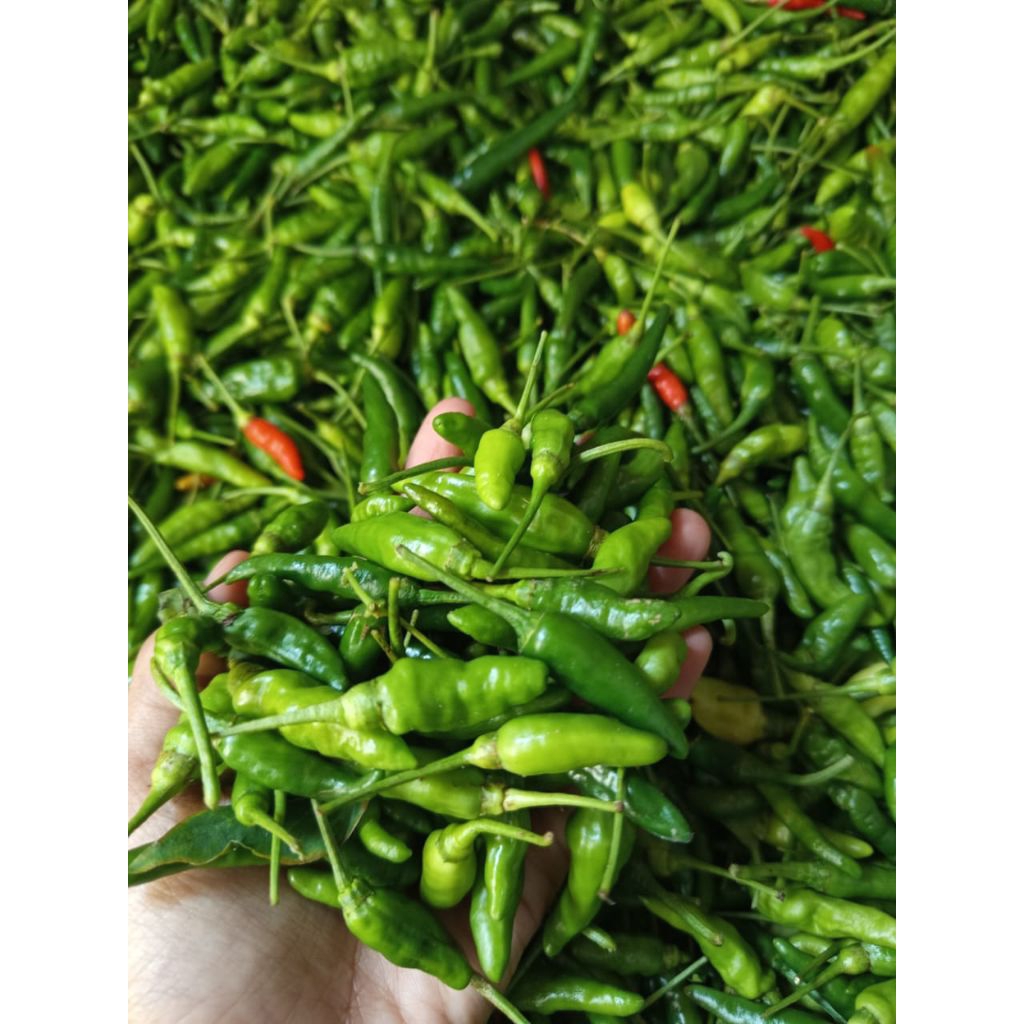 Jual Cabe Rawit Gunung/Lokal Hijau (Fresh dari petani) | Shopee Indonesia