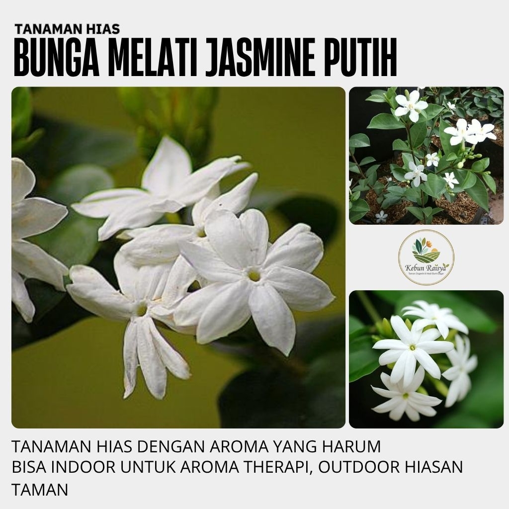 Jual Pohon Bunga Melati Jasmine Hidup Asli Tanaman Bunga Melati Super ...