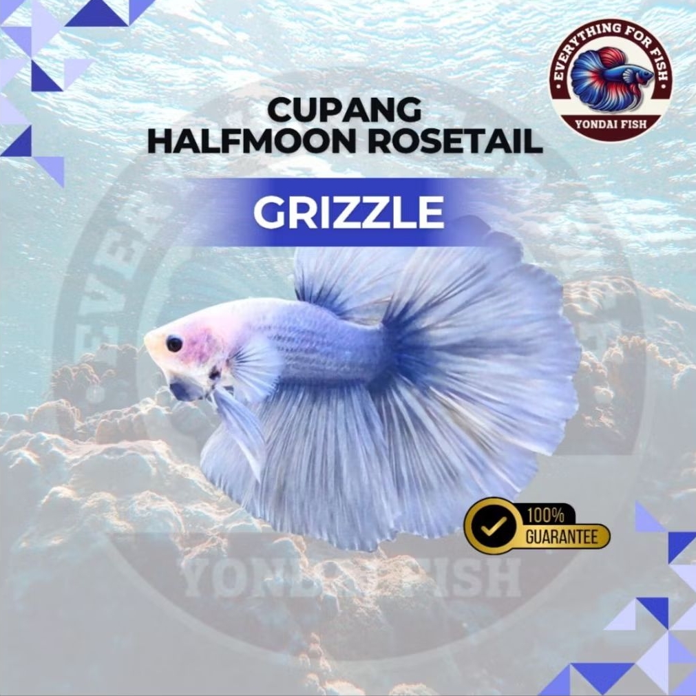 Jual [HM] Cupang Halfmoon Rose Tail Grizzle | MEKAR | IKAN HIAS | REAL ...