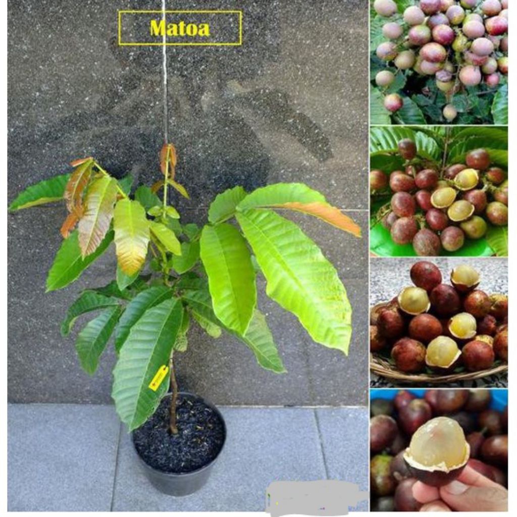 Jual BIBIT Buah Matoa | Shopee Indonesia