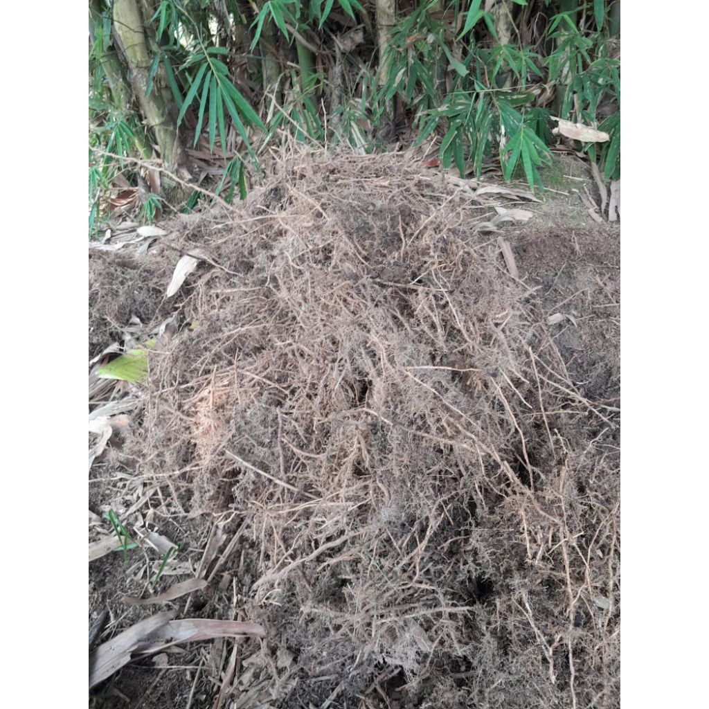 Jual akar bambu bitung awi bokol ready 500 gram | Shopee Indonesia
