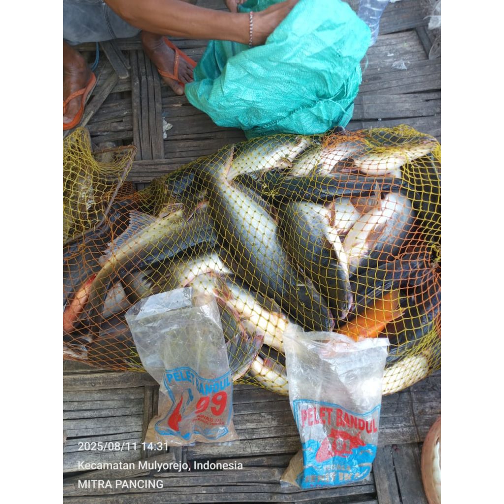 Jual PELET 99 by:aki sari MITRA PANCING | Shopee Indonesia
