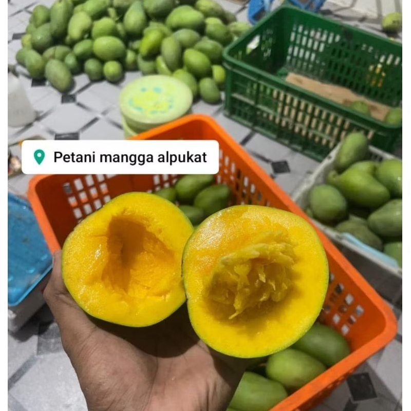 Jual 1 dus 5 kg Mangga Alpukat SUPER JUMBO Asli clonal 21 Rembang ...