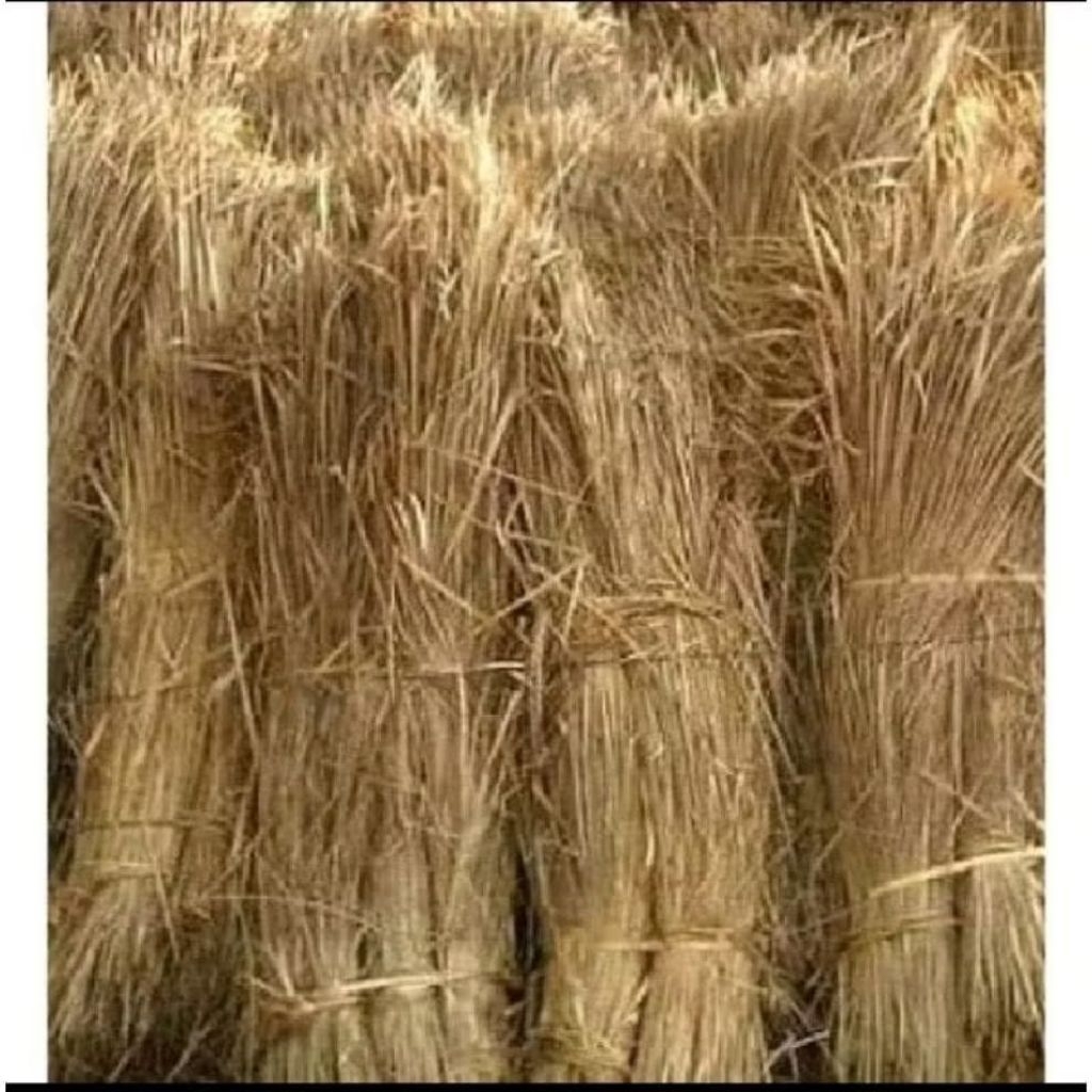 Jual Jerami padi kering bersih 1kg | Shopee Indonesia