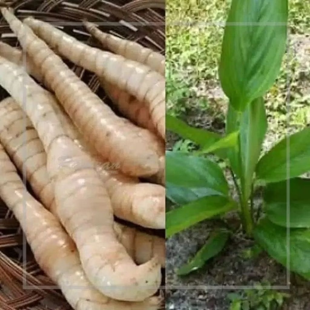 Jual umbi Garut umbi terigu asli herbal 1kg | Shopee Indonesia