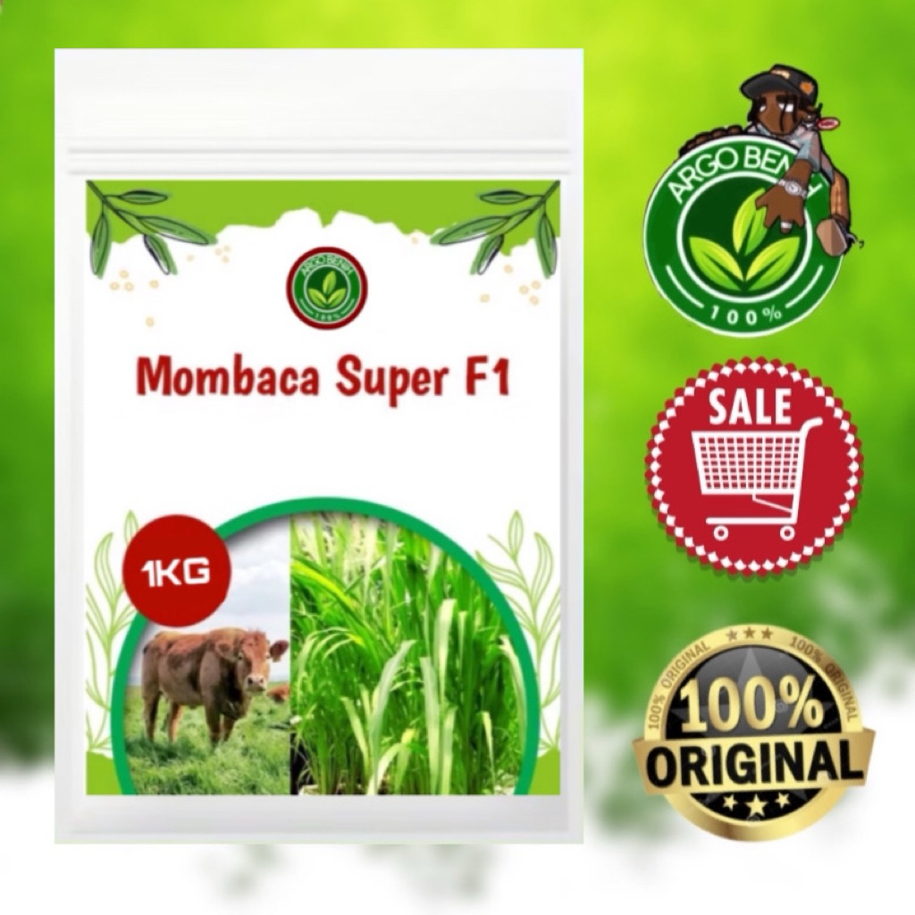 Jual Benih Super Mombaca F1 1KG Urban Farming Mombasa - Bibit Rumput ...