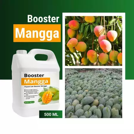 Jual Pupuk Cair Mangga 500ML | Booster Buah Mangga Lebih Manis Besar ...