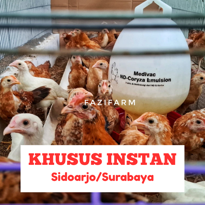 Jual Ayam Elba Petelur Unggulan Fazi Farm Anakan 1-2 bulan | Shopee ...