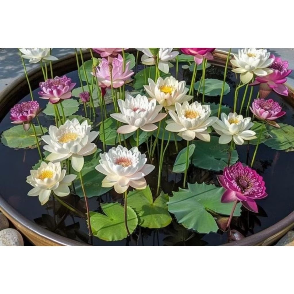 Jual Teratai lotus mini sudah hidup berakar dan berdaun /tanaman air ...