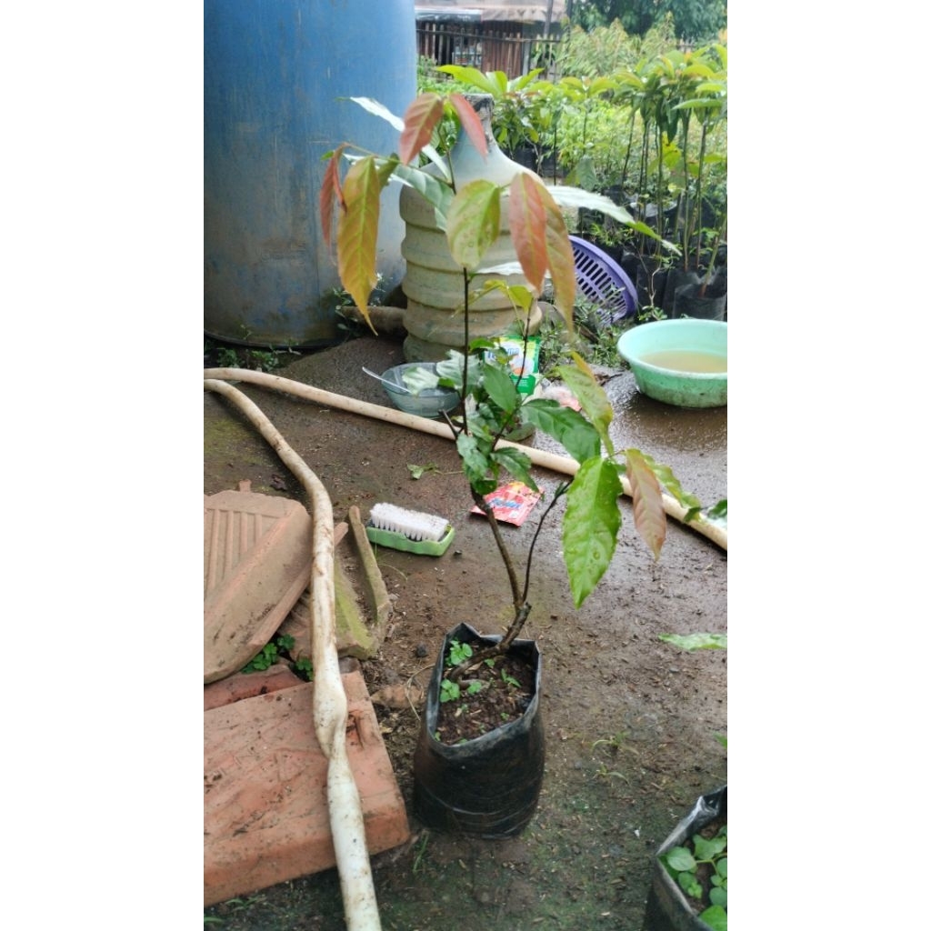 Jual bibit pohon buah rukem buah jadul | Shopee Indonesia