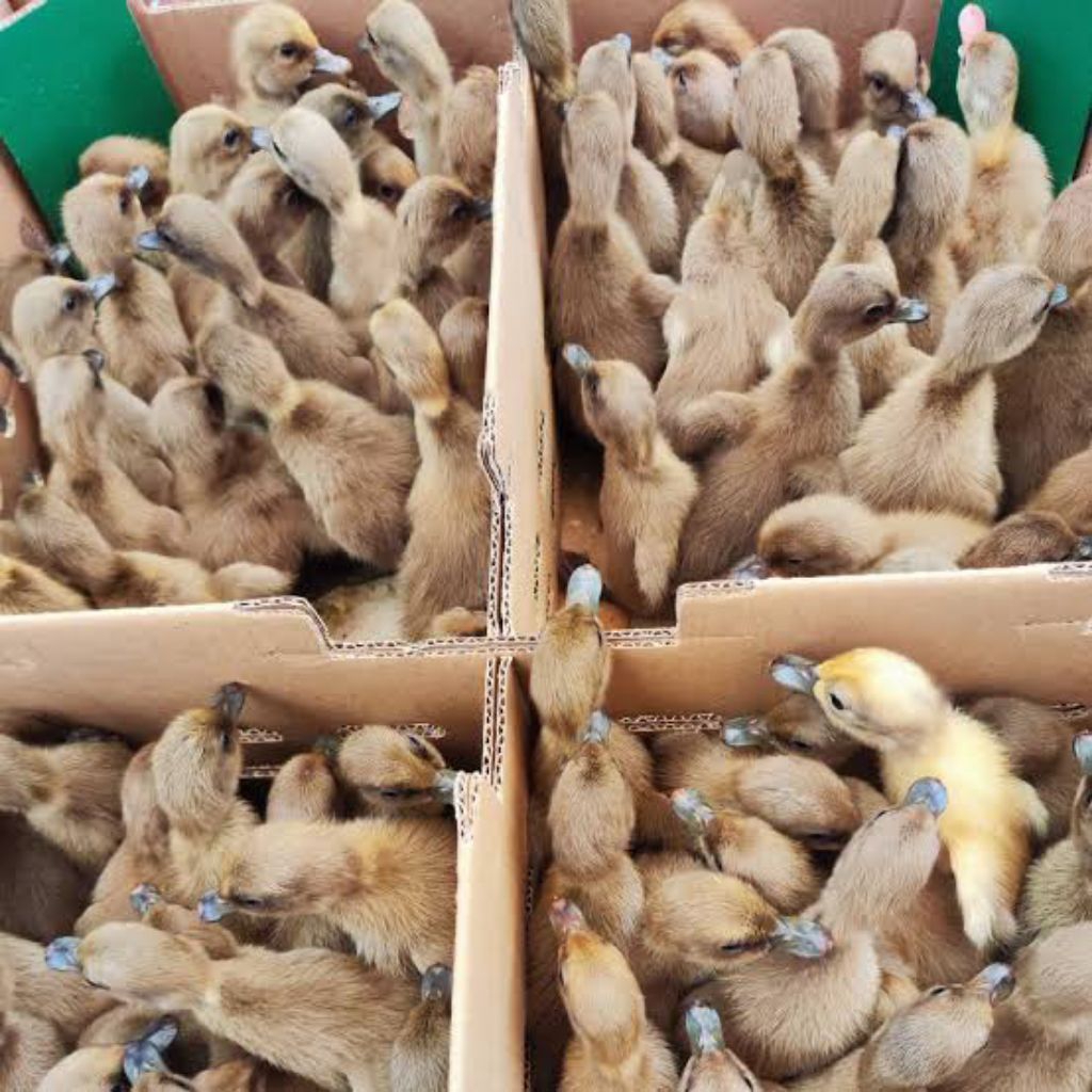 Jual Dod Bebek Petelur Terlengkap & Harga Terbaru Juni 2026 | Shopee ...