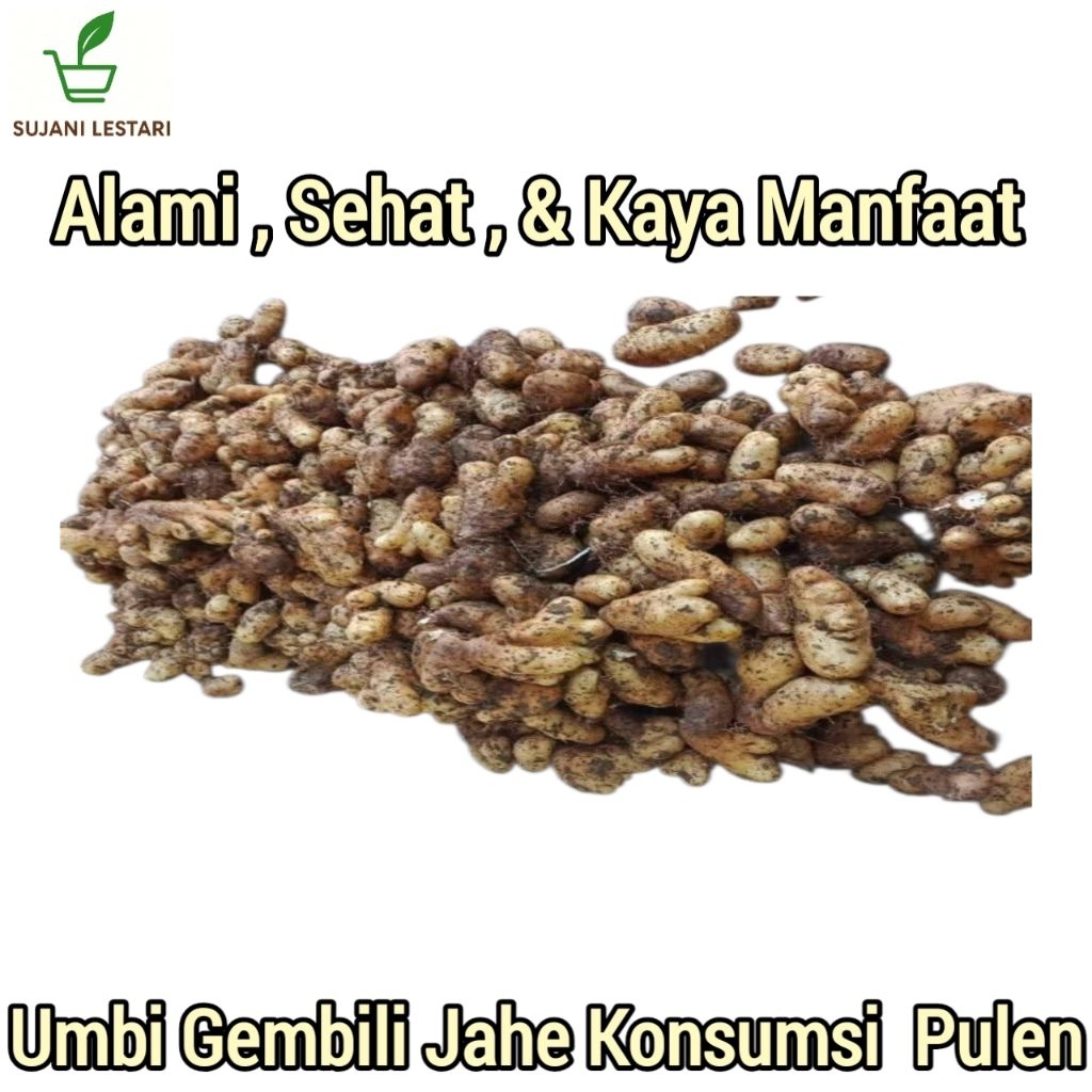 Jual Umbi Gembili Jahe Konsumsi 1 Kg Pulen,Siap Masak/Olah - SUJANI ...