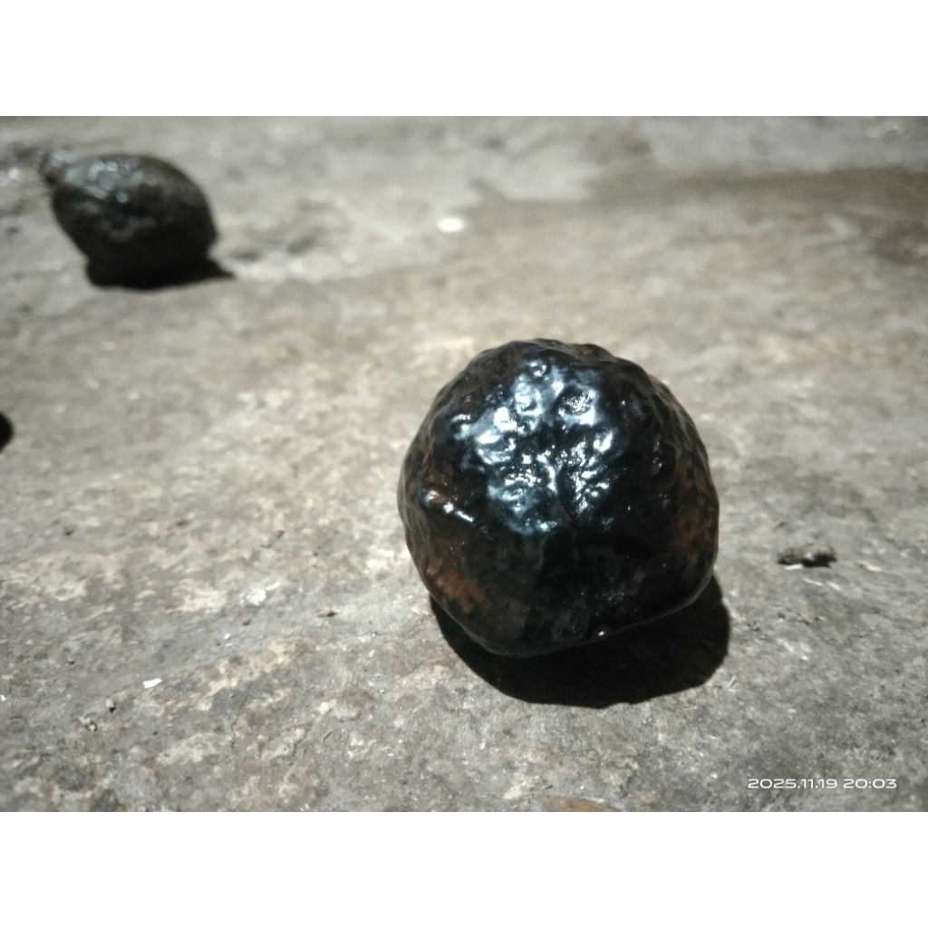Jual Kemiri Muncang adu jenis JABRA full cuka sudah pale siap adu ...