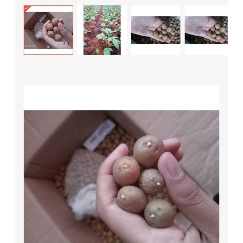 Jual benih/bibit kentang G0 Granking berkualitas 2-3minggu lagi tanam ...