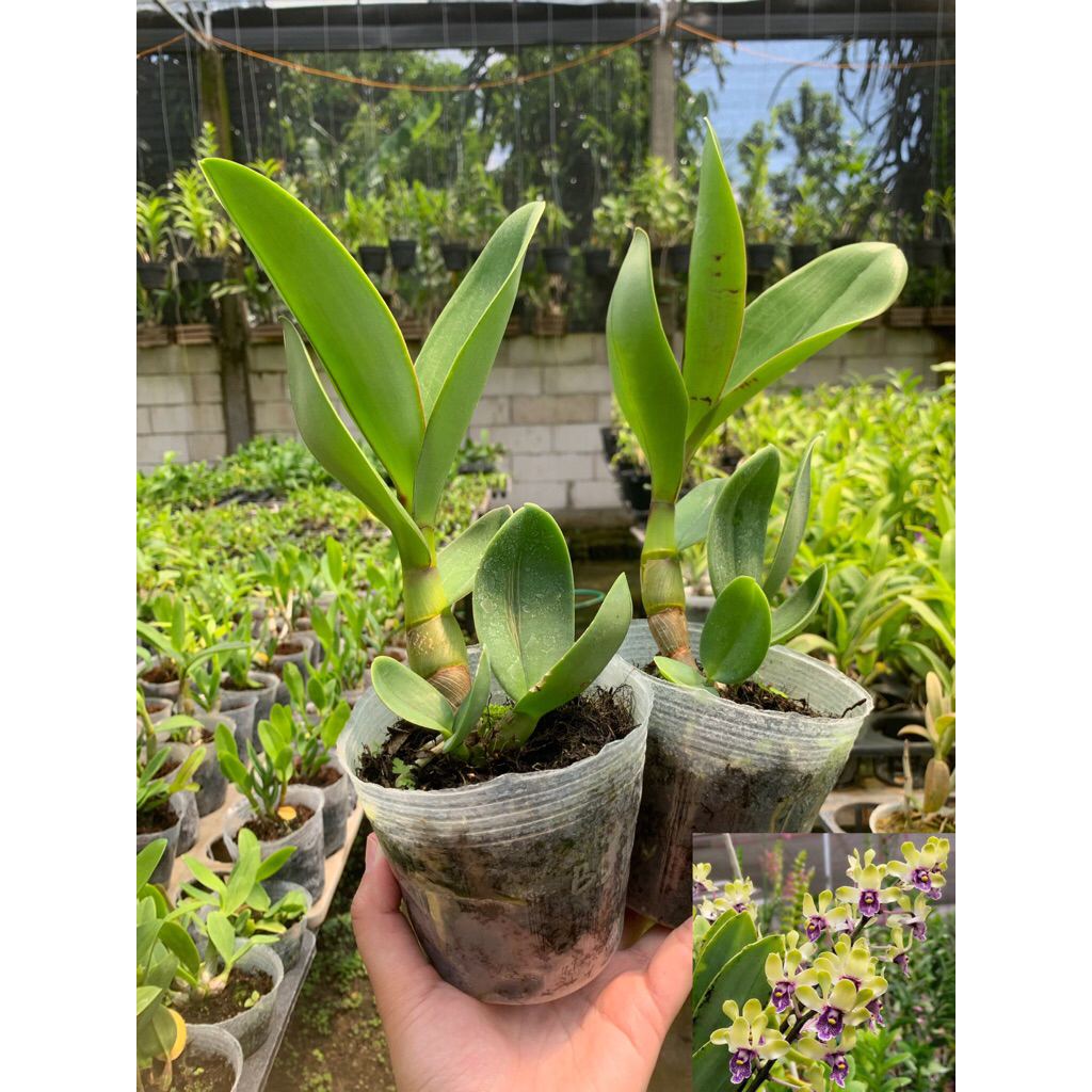 Jual Anggrek Besi / Dendro Violaceoflavens | Shopee Indonesia