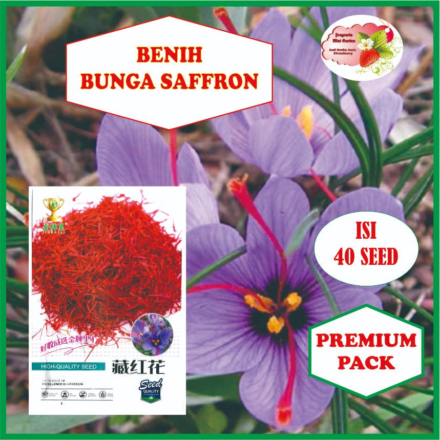 Jual BENIH BUNGA SAFFRON ISI 40 BIJI | Shopee Indonesia