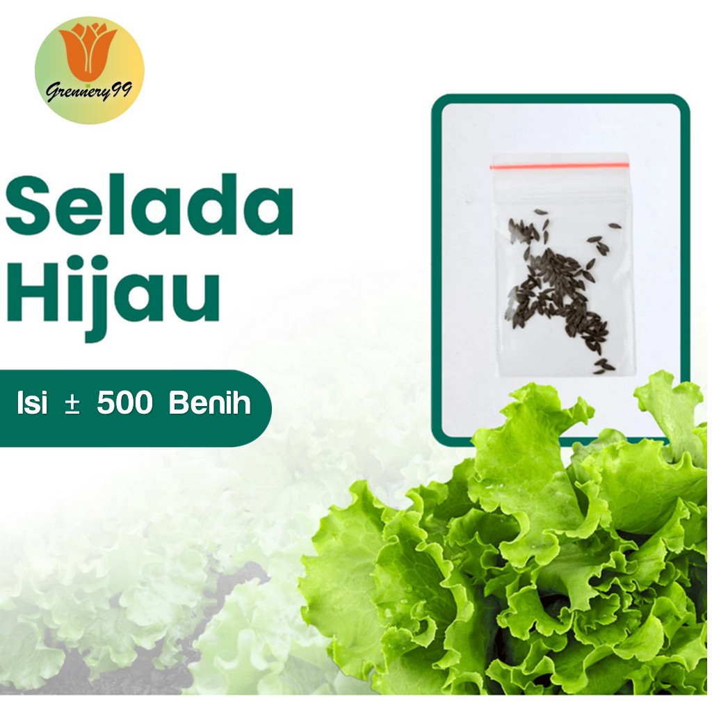 Jual Benih Sayuran Selada Hijau Keriting Unggul | Shopee Indonesia