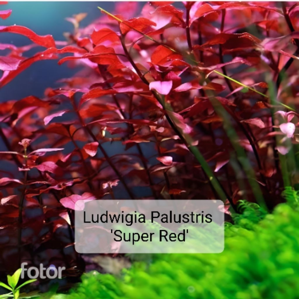 Jual Tanaman Ludwigia Palustris Super Red | Shopee Indonesia