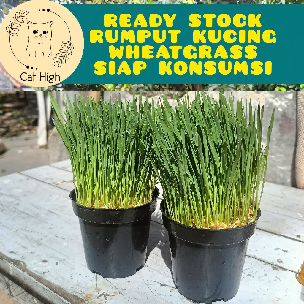 Jual ( PAKET 2 POT ) rumput kucing catgrass rumput gandum siap komsumsi ...
