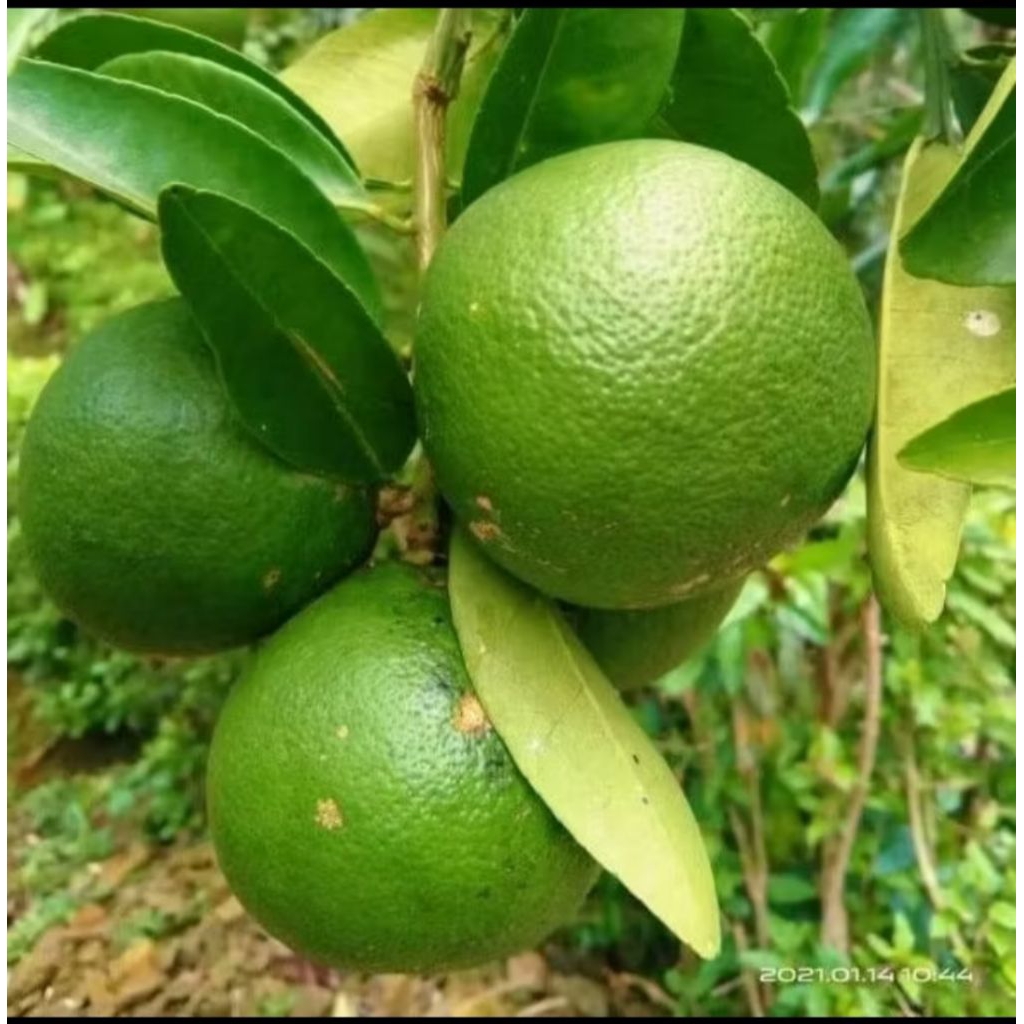 Jual Jeruk Bali Mini segar_Mini Pomelo 1kg | Shopee Indonesia