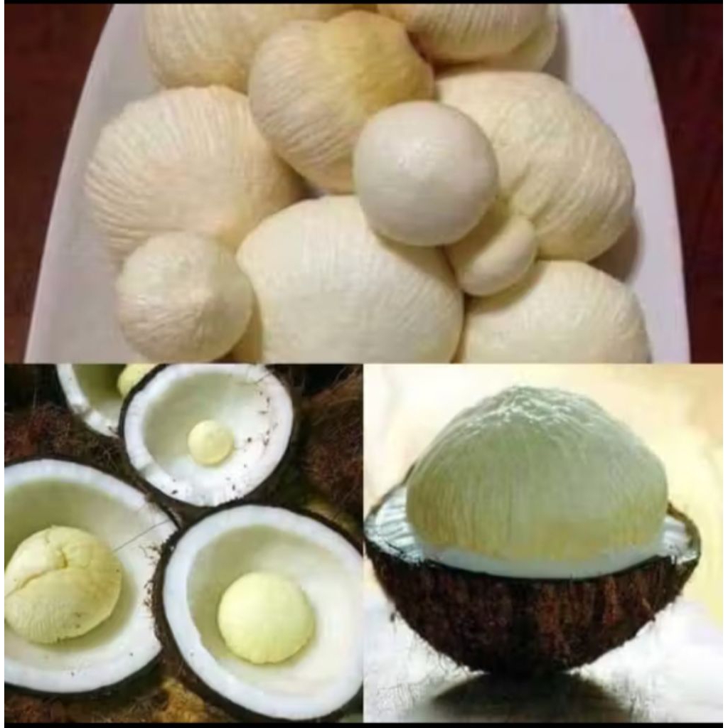 Jual new promo kentos kelapa/kelapa tombong super besar 1 biji ...