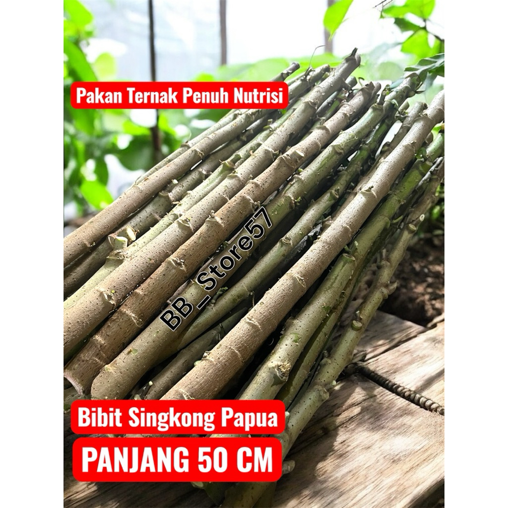 Jual Telo papua pakan ternak produktivitas tinggi 50 Batang | Shopee ...