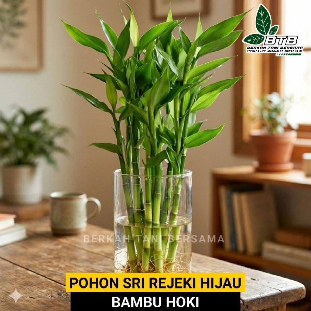 Jual Bambu Hoki Sri Rejeki Tanaman Hias Batang Sudah Berakar Tanaman ...