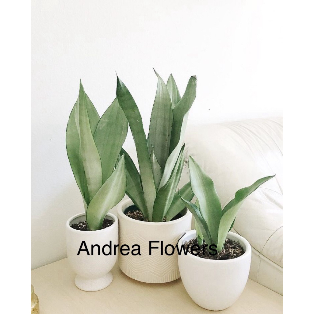Jual tanaman Hias Sansivera moonshine | Shopee Indonesia