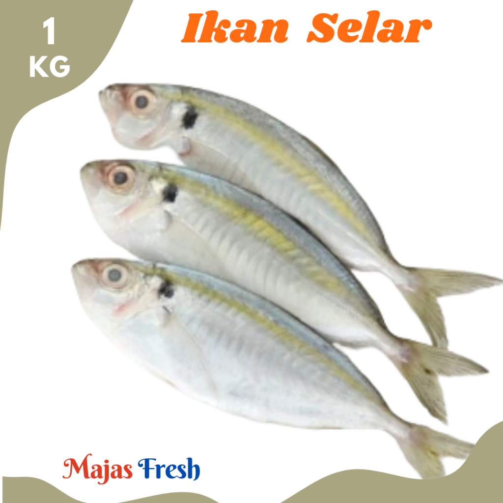 Jual IKAN SELAR Segar - Ikan Selar Kuning Bentong Gembolo Fresh | 1 ...