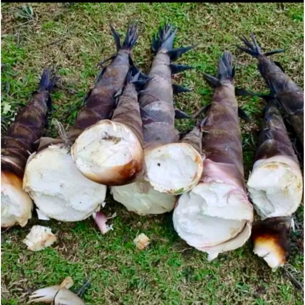 Jual promo rebung bambu/awi segar enak fres masih utuh per 1 kg ...