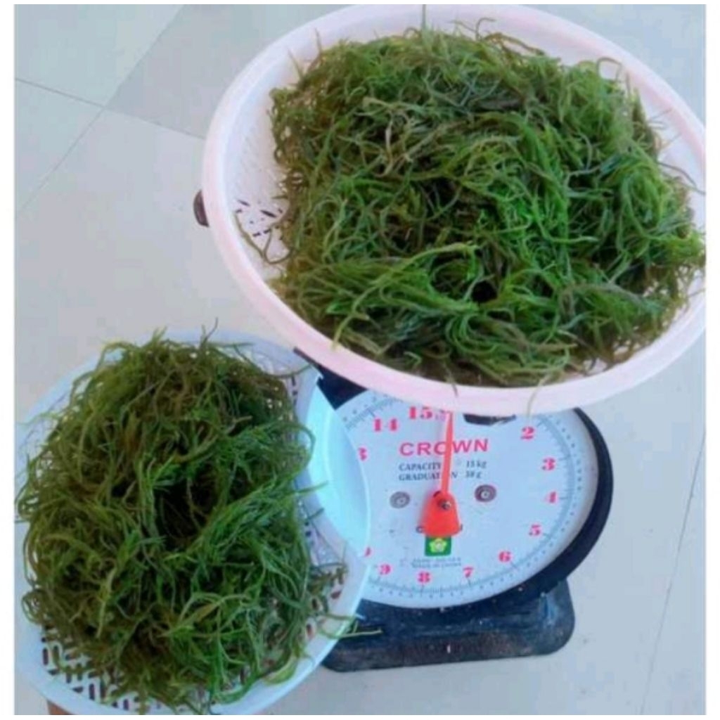 Jual rumput laut matang dan segar 1/2kg | Shopee Indonesia