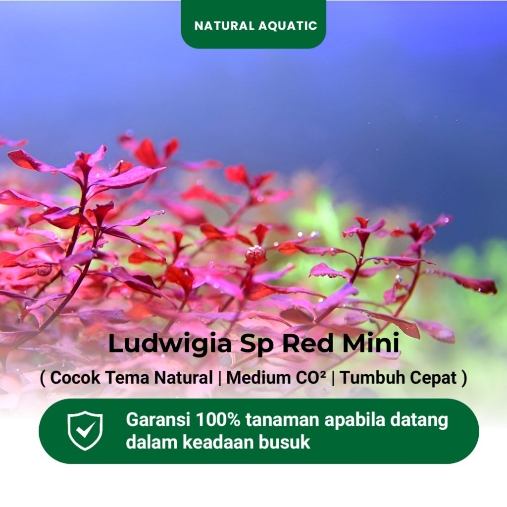 Jual Ludwigia Sp Red Mini | Tanaman Aquascape / Tanaman Air Akuarium ...