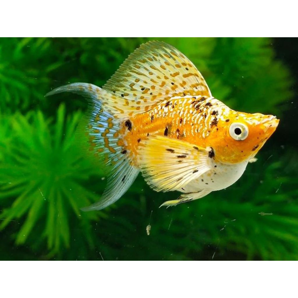 Jual ikan molly multicolor lyretail sepasang | Shopee Indonesia