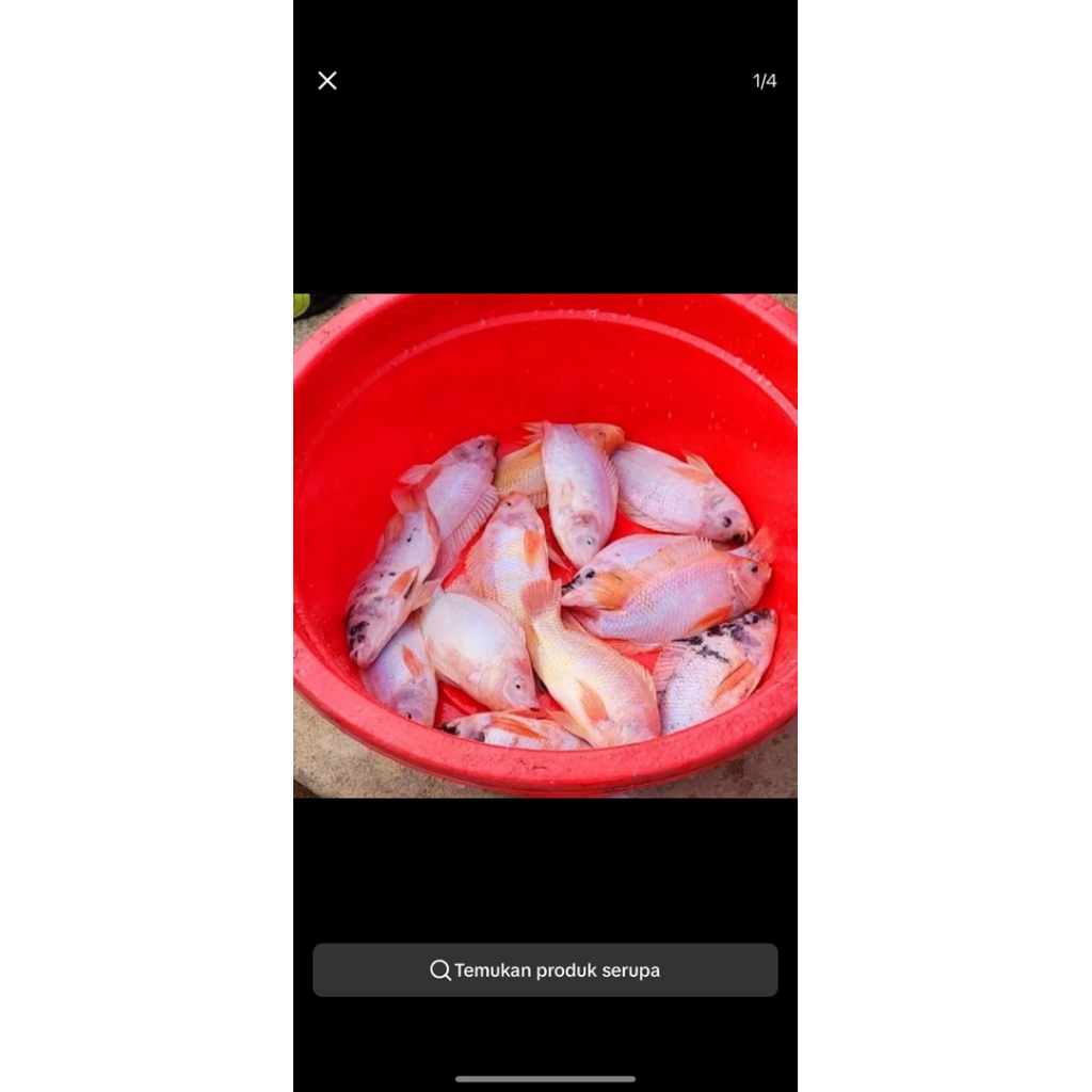 Jual ikan nila merah konsumsi 500 gram - 1kg (hidup) | Shopee Indonesia
