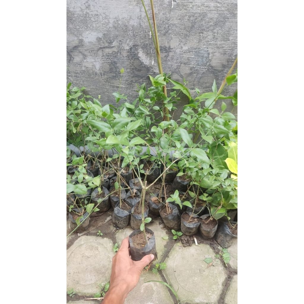 Jual Bibit Tanaman Kayu Siwak/Bibit Herbal Kayu Siwak/Bibit Kayu Siwak ...