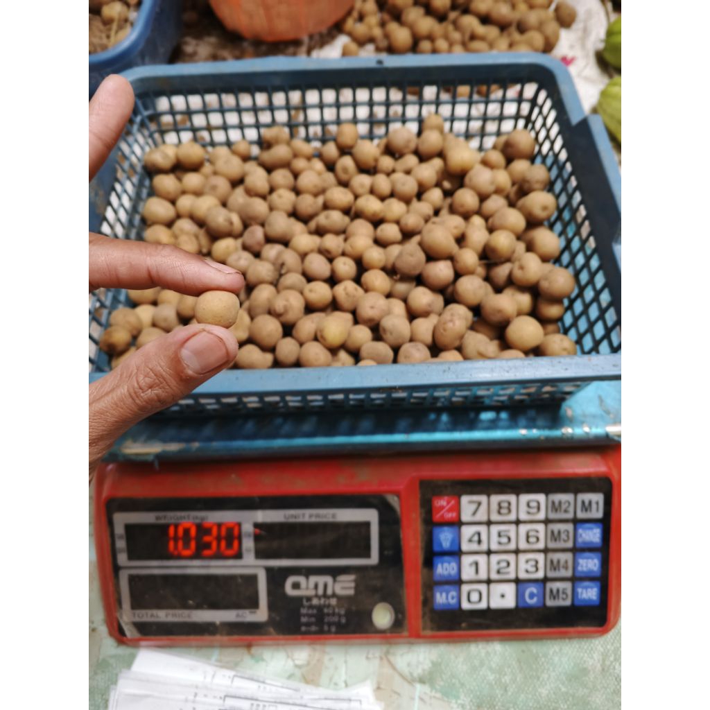 Jual kentang kuning, kentang baby banget, sebesar kelereng 1kg | Shopee ...