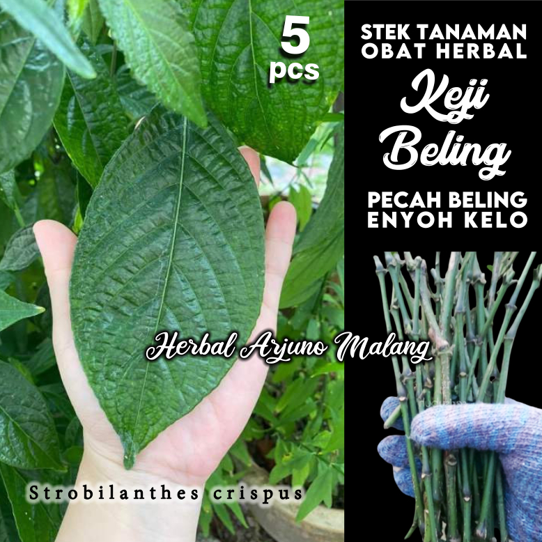 Jual Keji Beling Keci Picah Pecah Kaca Stek Batang Tanaman Eloh Kenyo ...