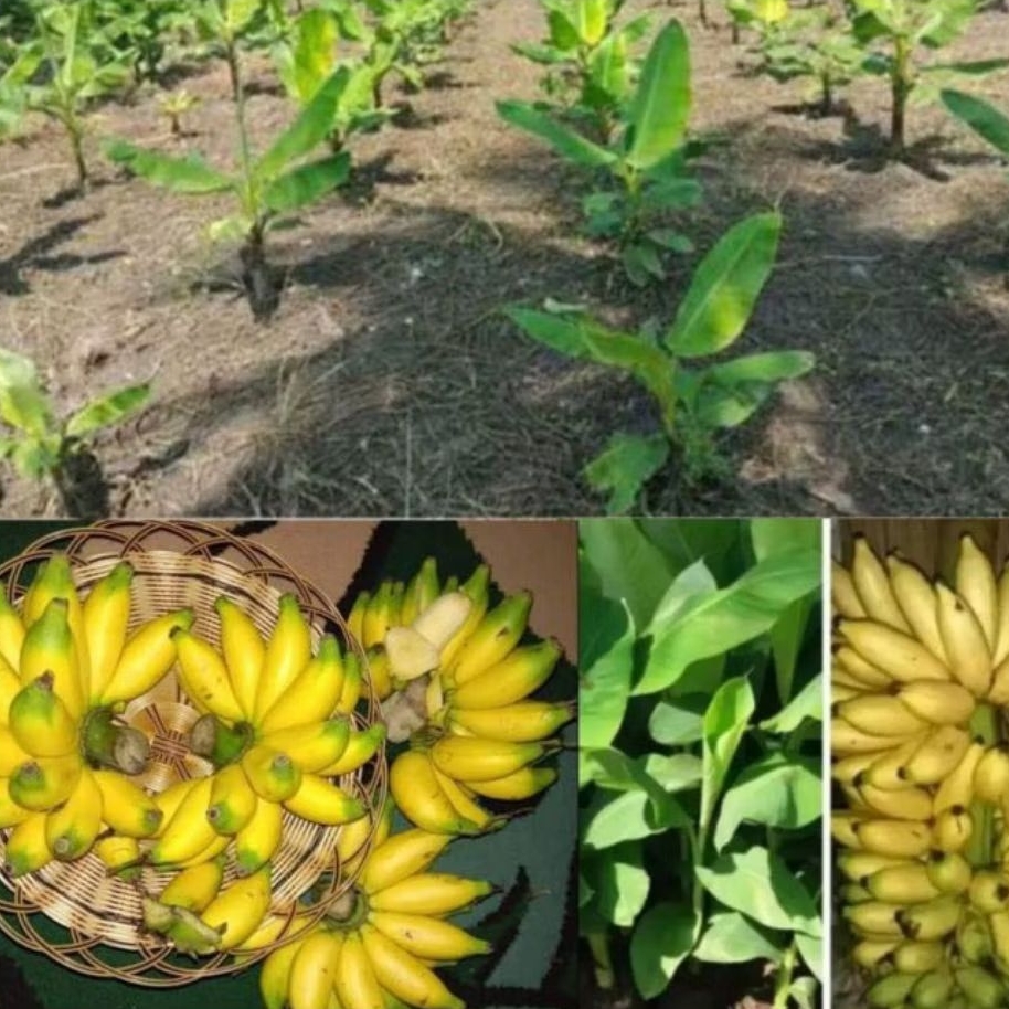 Jual Bibit Pisang Muli Beraroma Khas Dan Tekstur Pulen Kualitas Unggul ...
